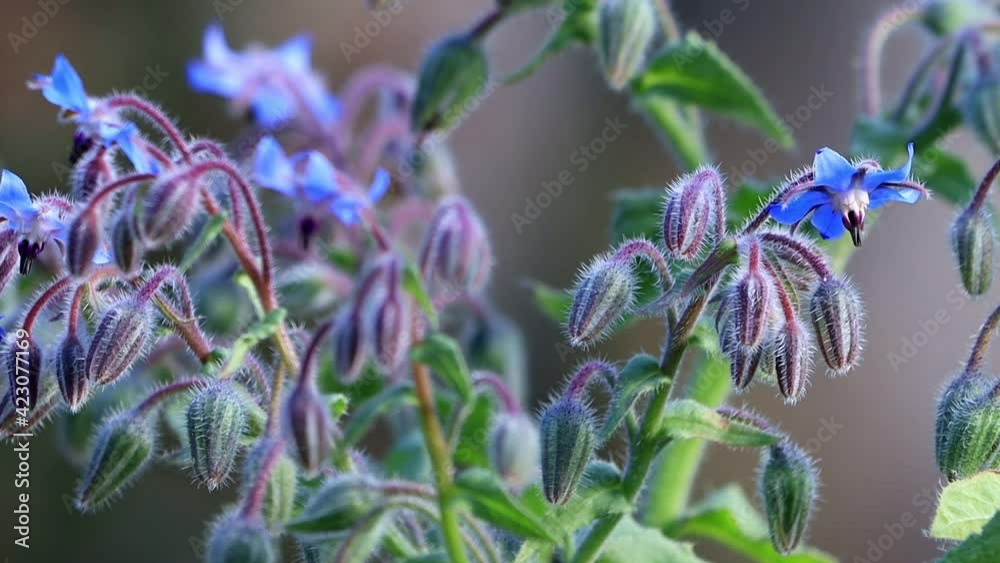 blue medicinal plant, Borage, Borago officinalis, flower of the spice ...
