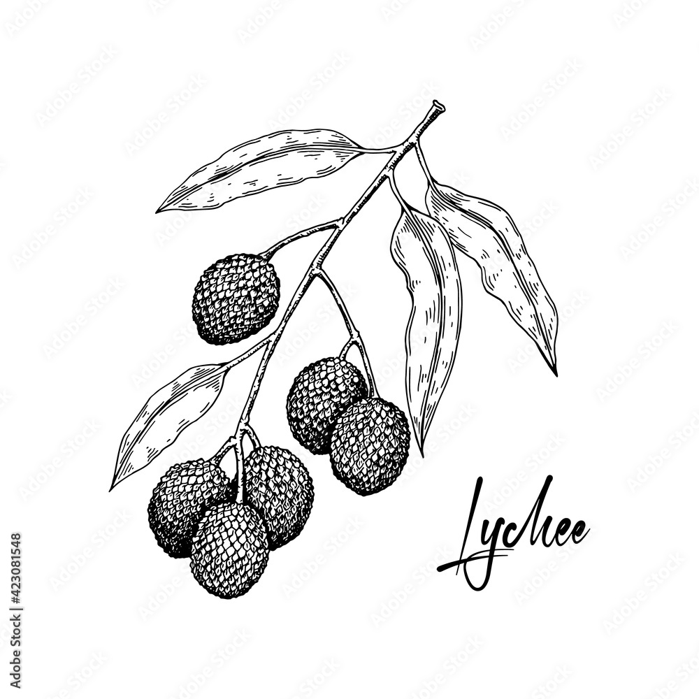 Hand drawn lychee branch isolated on white background. Vector ...