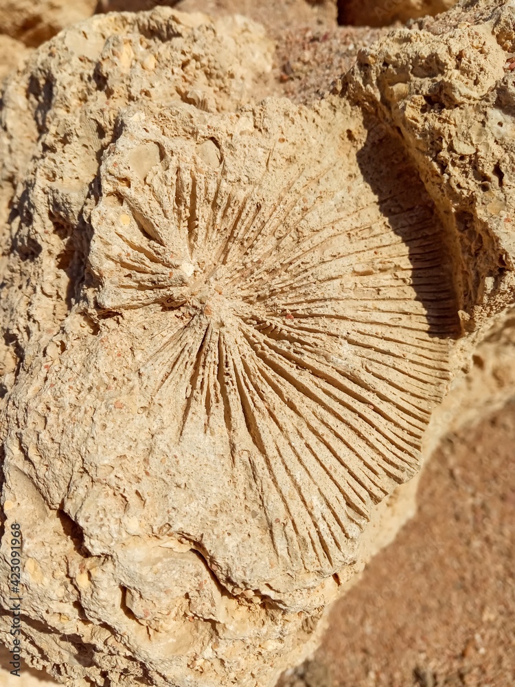 Oval imprint on a stone of an ancient plant, a fossil close up. Texture ...