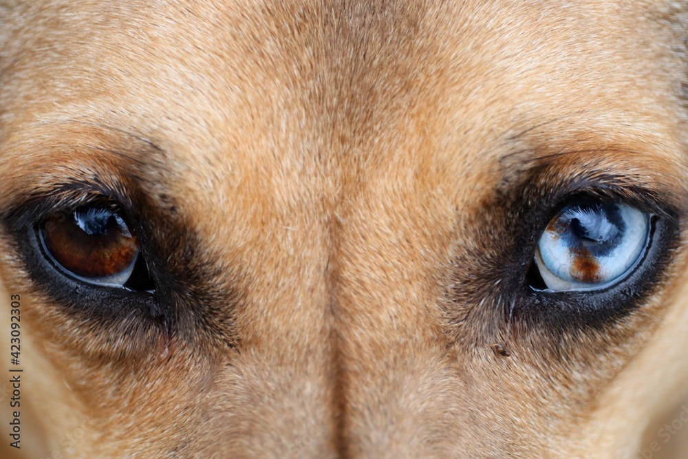 Heterochromia Iridum Animals