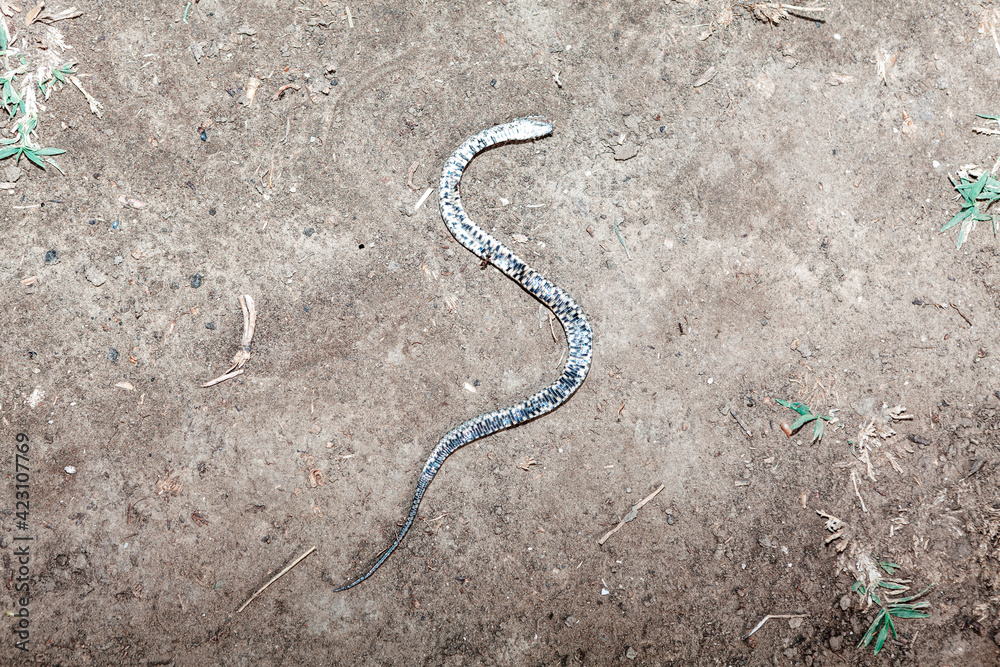 Dead snake laying on the dry ground Stock Photo | Adobe Stock