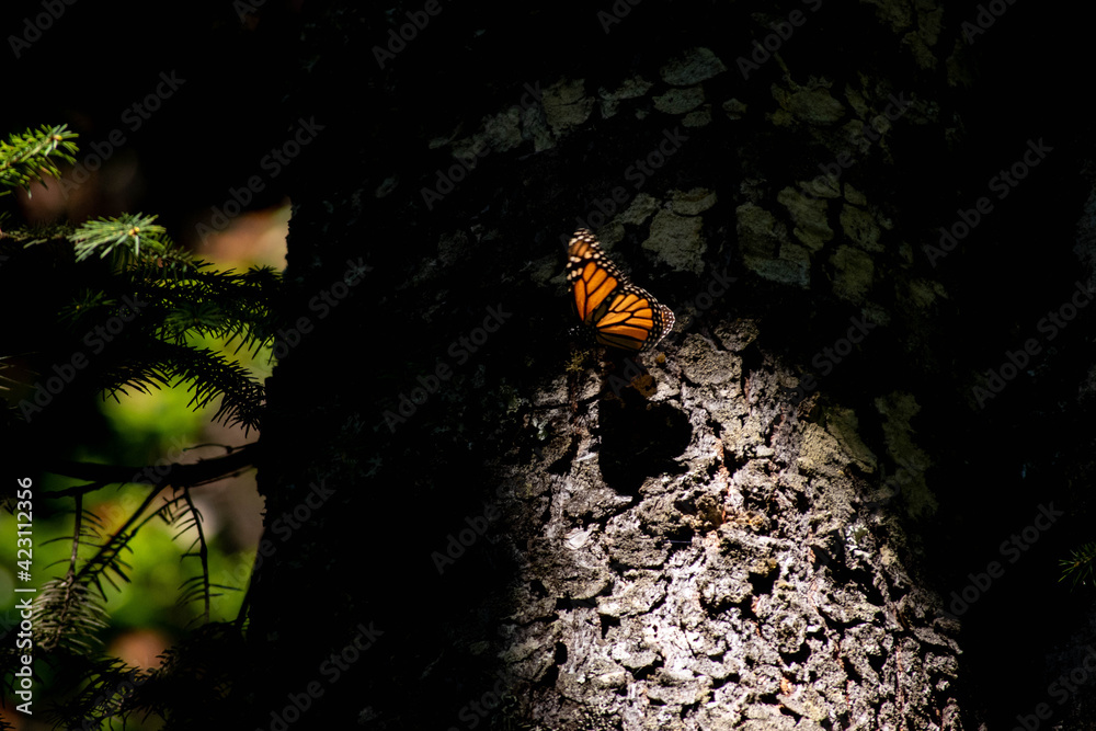 Migracion Mariposa Monarca Mexico Butterfly Monarch Migration Forest ...