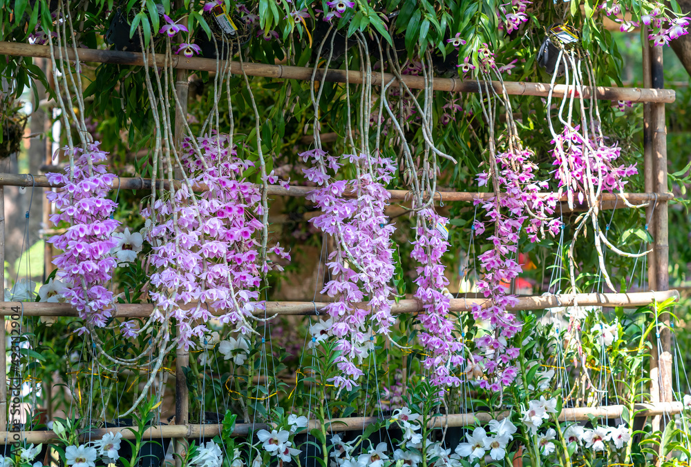 Dendrobium Aphyllum orchids flowers bloom in spring lunar new year 2021 ...