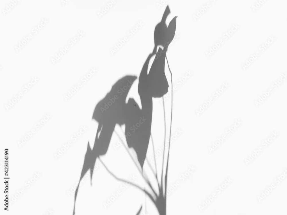 Video „tropical leaf animation swaying by the wind. realistic overlay ...