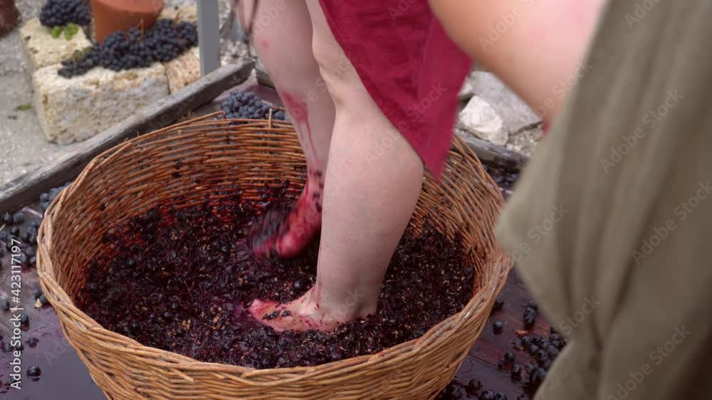 Grape-treading or grape-stomping in traditional wine-making. Grapes are trampled in basket by ...