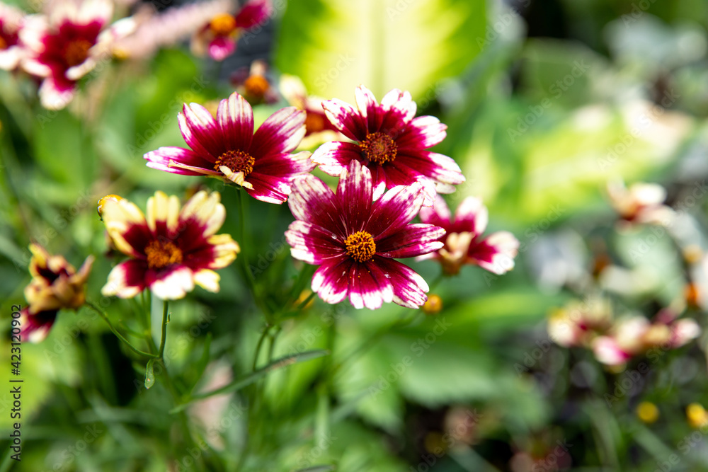 gros plan sur un groupe de fleurs rouges avec le contour blanc avec un ...
