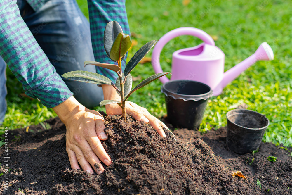 Male doing leisure activities by planting trees, planting trees for ...