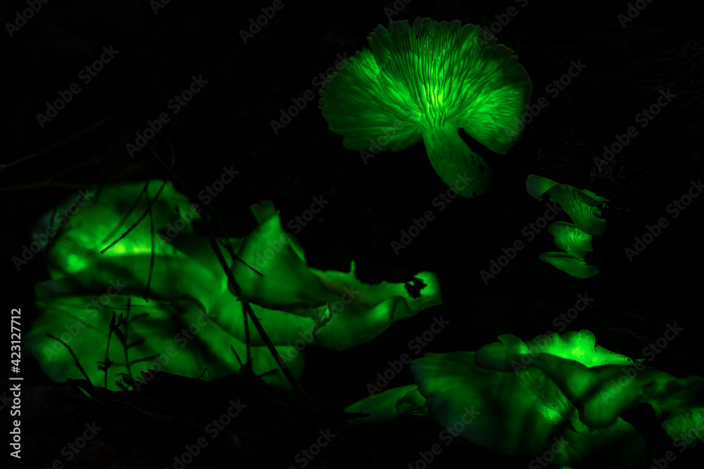 Ghost mushroom (Omphalotus nidiformis) a bioluminescent fungus SW ...