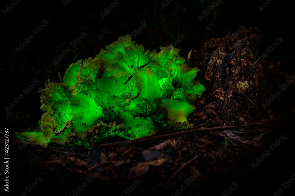 Ghost mushroom (Omphalotus nidiformis) a bioluminescent fungus SW ...