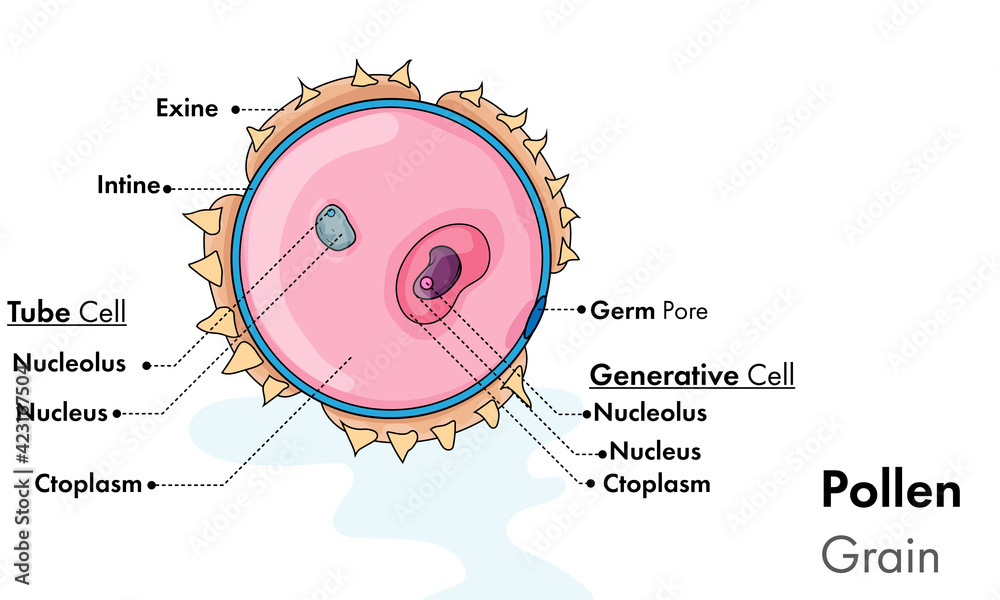ultra structure of pollen grain of plants. Stock Vector | Adobe Stock