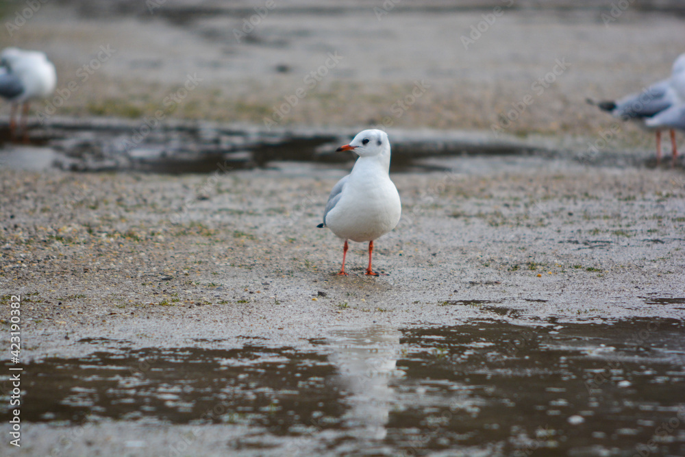 Weiße Taube Albino im Winter an einer Pfütze Stock Photo | Adobe Stock