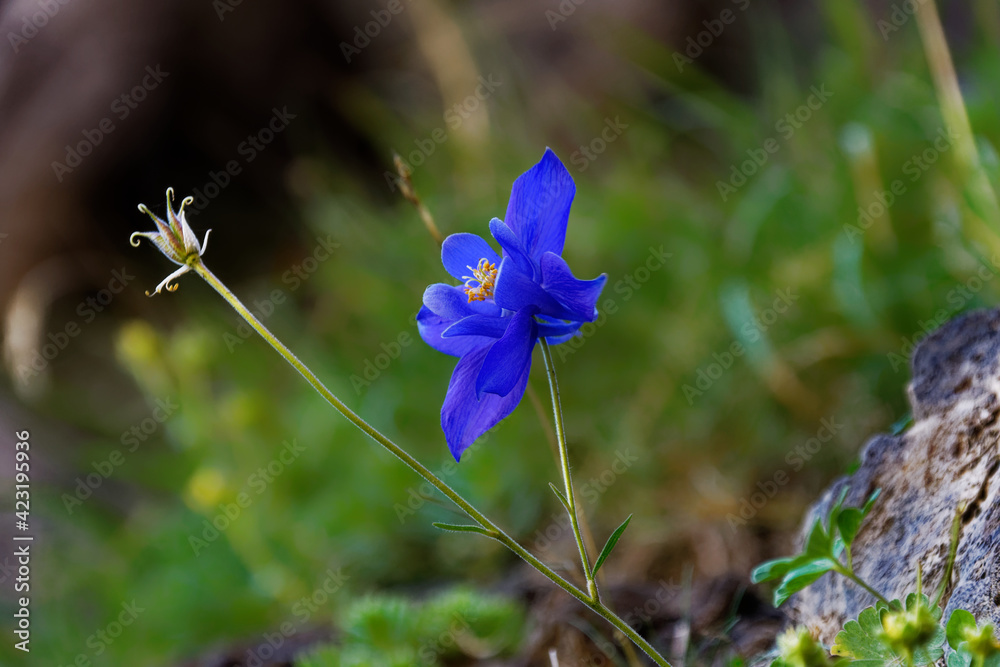 Aquilegia pyrenaica : common name Pyrenean columbine. Rare and endemic ...