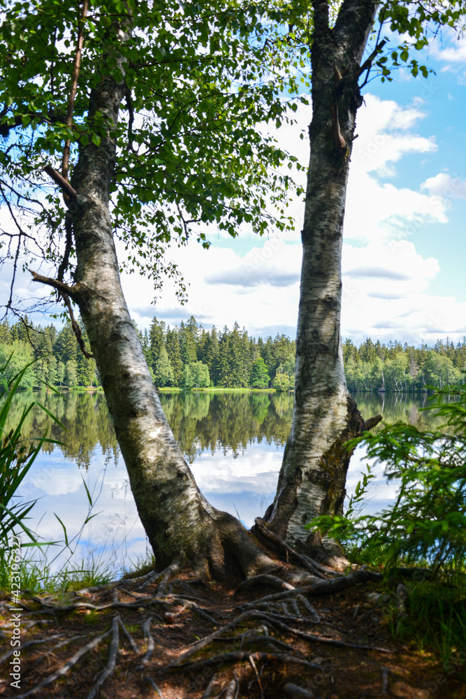Zwei Bäumen stehen am See am Naturlehrpfad Kladska Kaiserwald, Böhmen ...