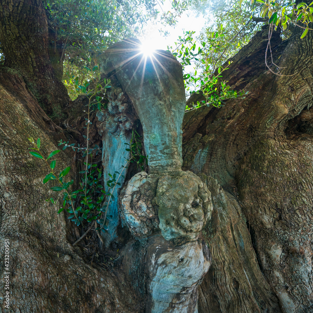Ancient olive tree, Olive Tree - Olivo (Olea europaea), Finca L'Arion ...