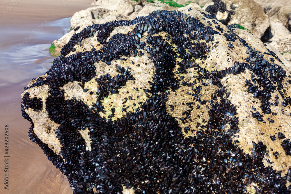 Black muscle shells attached to a rock . Many tiny black mussel shells ...
