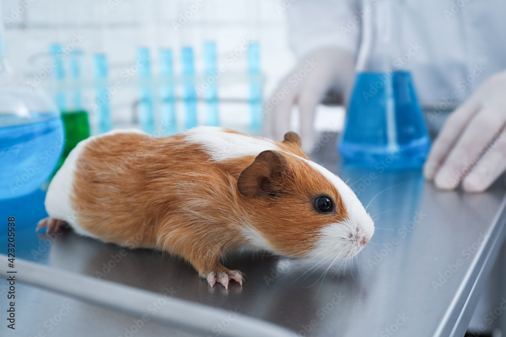 Guinea pig and laboratory glassware on table. Animal testing Stock ...