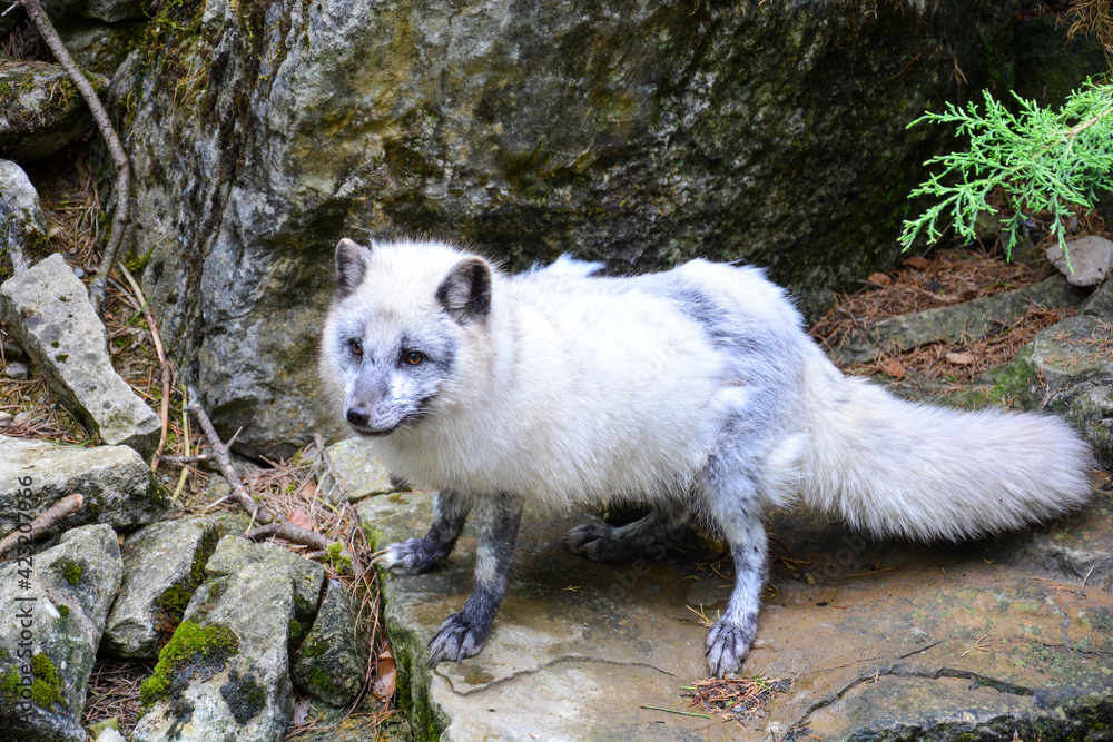 Polarfuchs, Schneefuchs oder Eisfuchs (Vulpes lagopus) im Tierpark Bad ...
