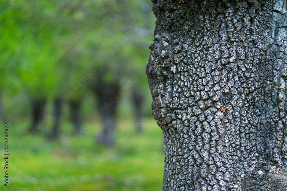 Fraxinus excelsior — known as the ash, or European ash or common ash ...