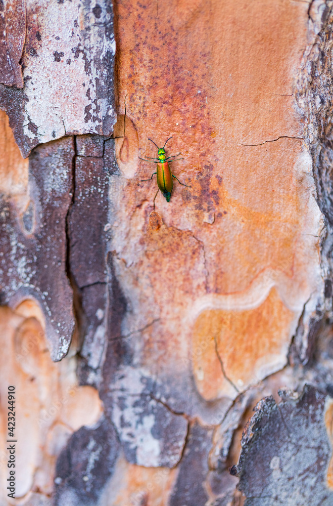 The blister beetles. CANTÁRIDA (Lytta vesicatoria), Insectos ...