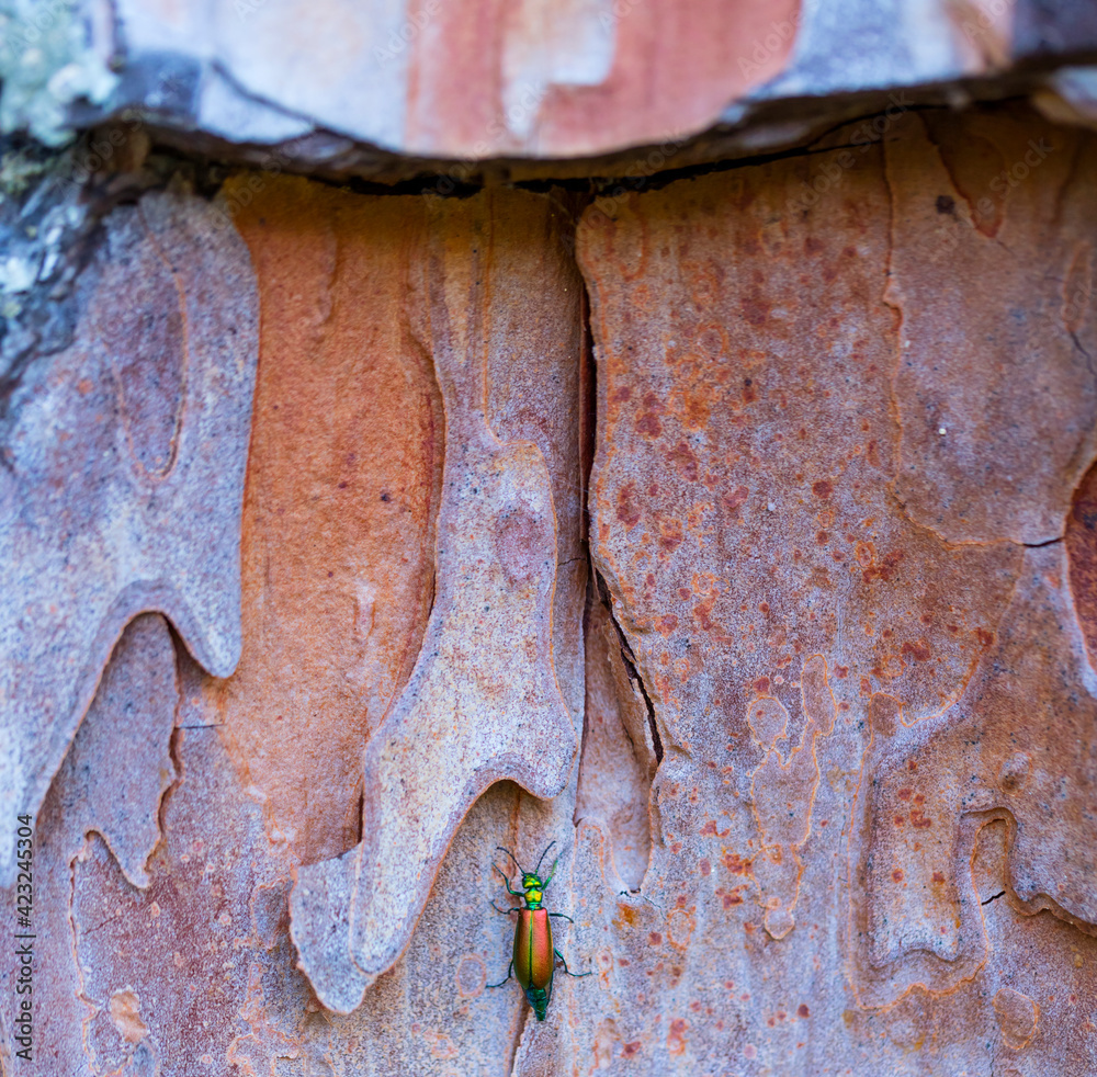 The blister beetles. CANTÁRIDA (Lytta vesicatoria), Insectos ...