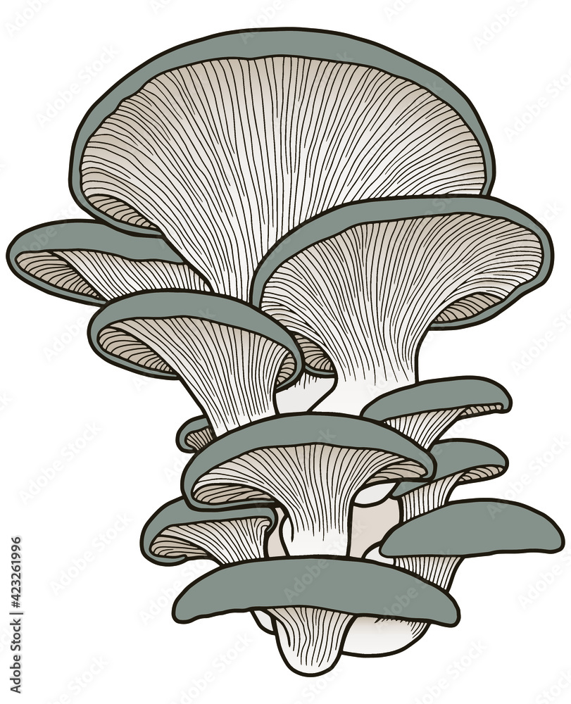 Hand drawing oyster mushrooms. Edible mushrooms isolated on white ...
