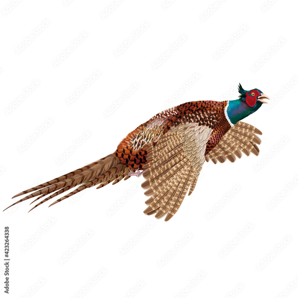 faisan, chasse, mâle, en vol, chassé, animal, coq, volant, nature ...