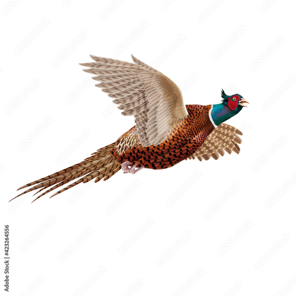 faisan, chasse, mâle, en vol, chassé, animal, coq, volant, nature ...