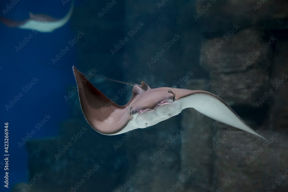 cownose ray swimming in the water, fish underwater in the aquarium ...