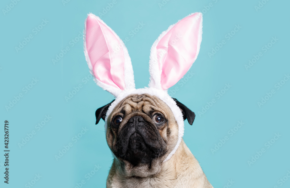 Portraite of cute puppy of the pug breed with bunny ears on head ...
