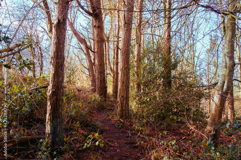 Deciduous forest in rusty colors. Thinning trees with cracking bark ...