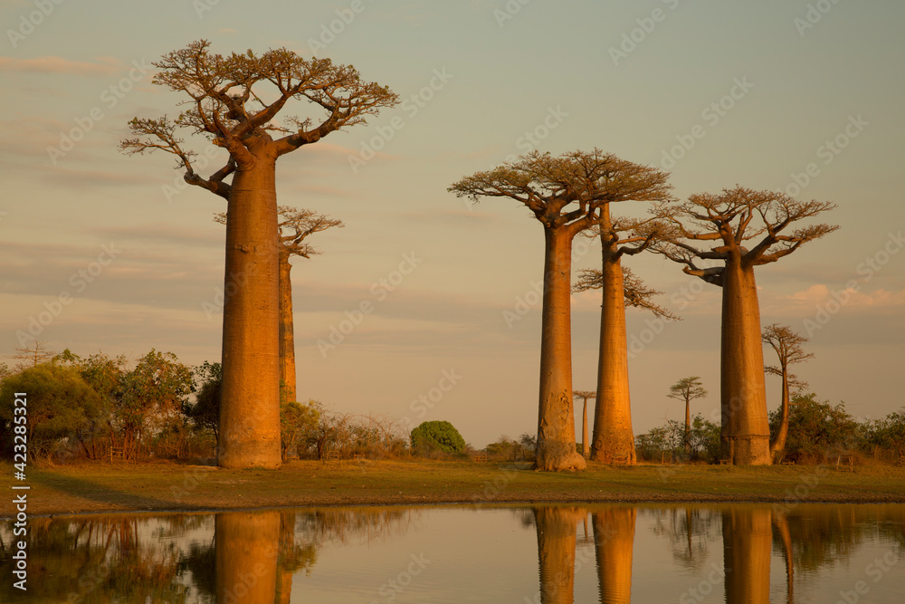 the most famous baobab alley. spectacular trees in Madagascar ...