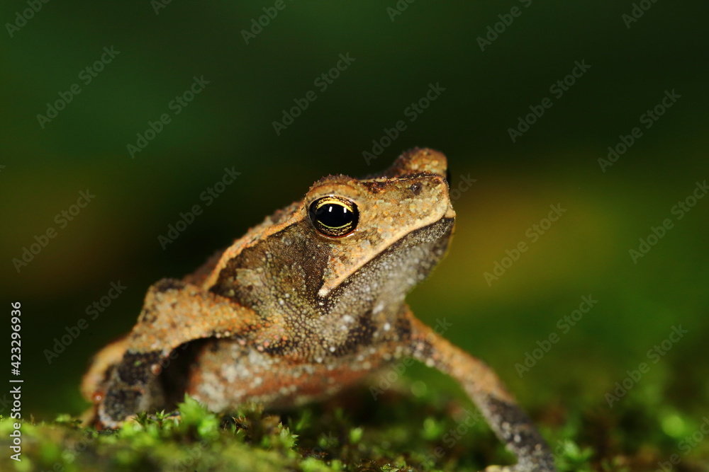 Foto de Bufo typhonius the skin on the dorsum is roughened, with or ...