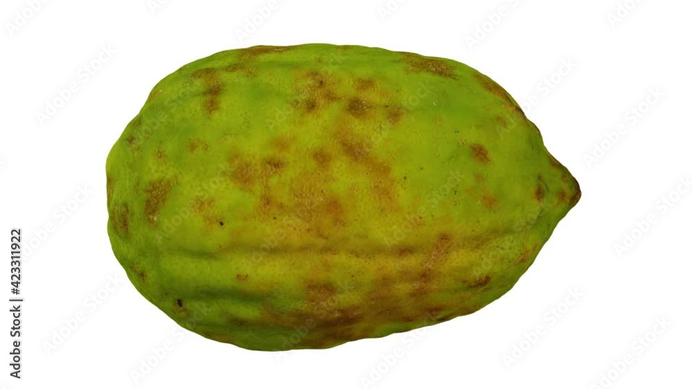Realistic render of a rolling Native Philippine Lemon on white ...