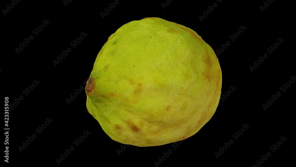 Realistic render of a spinning half Native Philippine Lemon on black ...