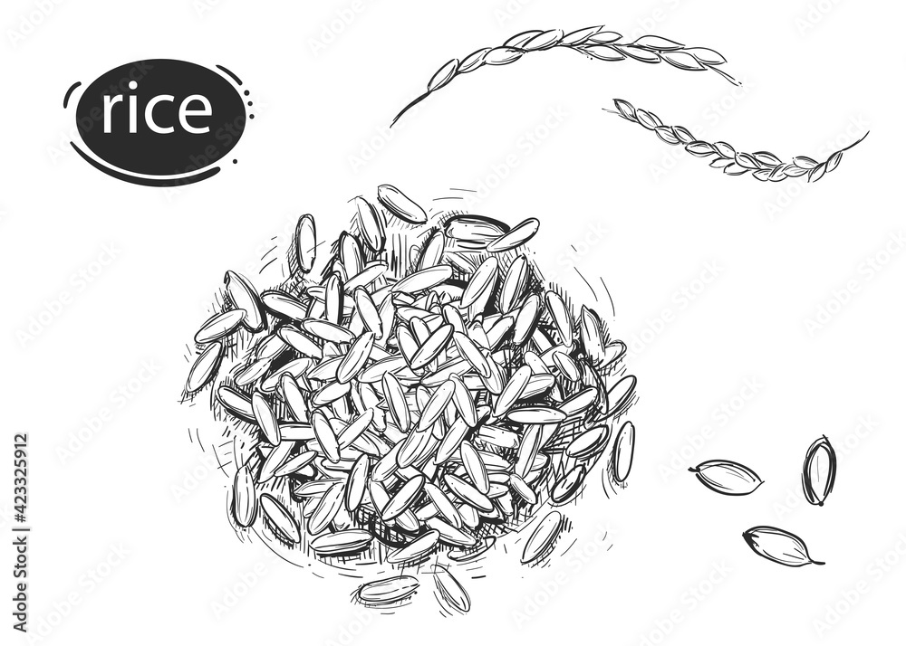 Detailed hand drawn black and white illustration set of rice grain ...