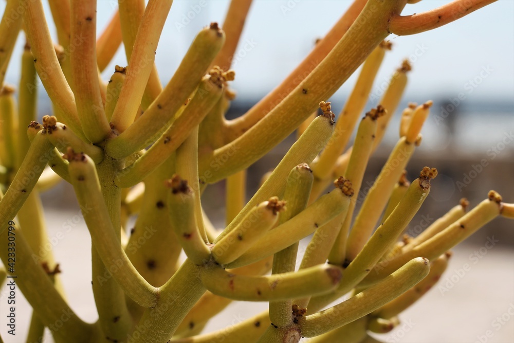 Close up of the pencil tree plant, a spices of Spurges, Euphorbia also ...
