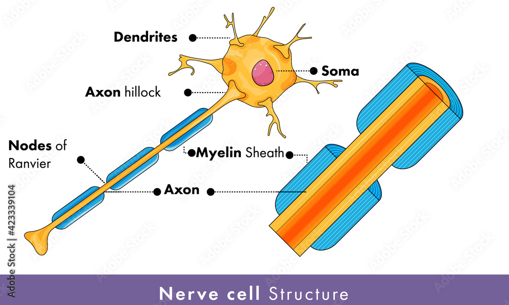 Vetor de Cross section of neuron do Stock | Adobe Stock