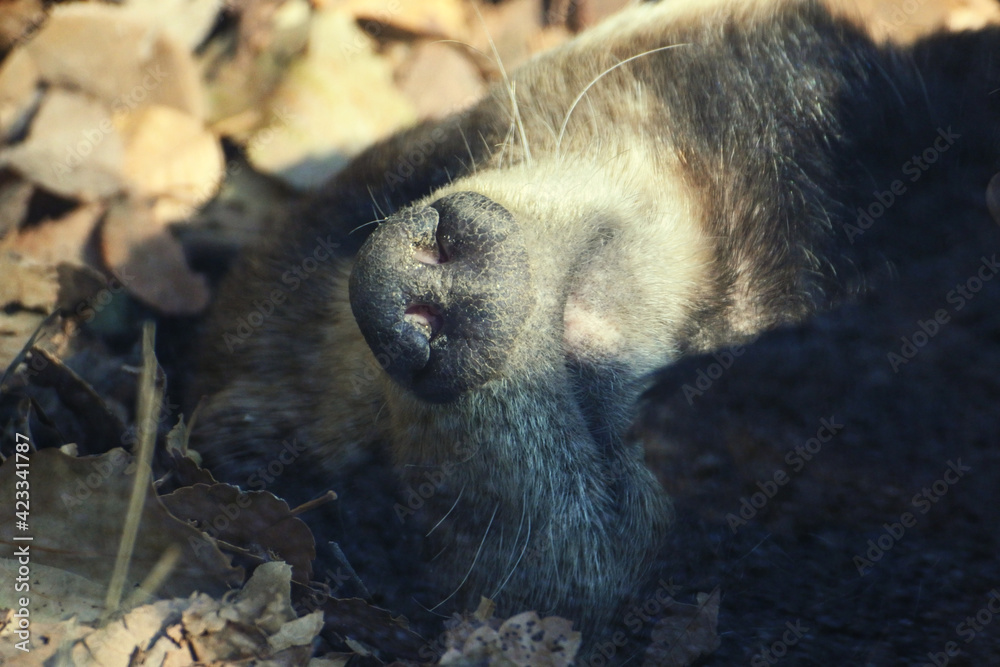 Japanese badger is sleeping in the sun shine. Close up to its muzzle ...