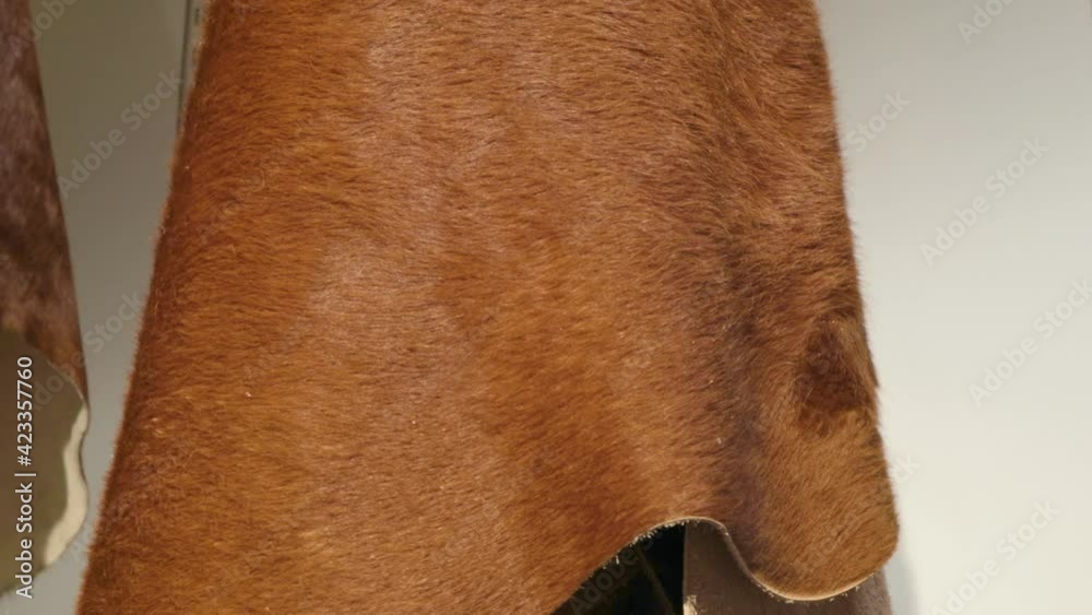 cow skins dressing farm animal sale growing making clothes market ...