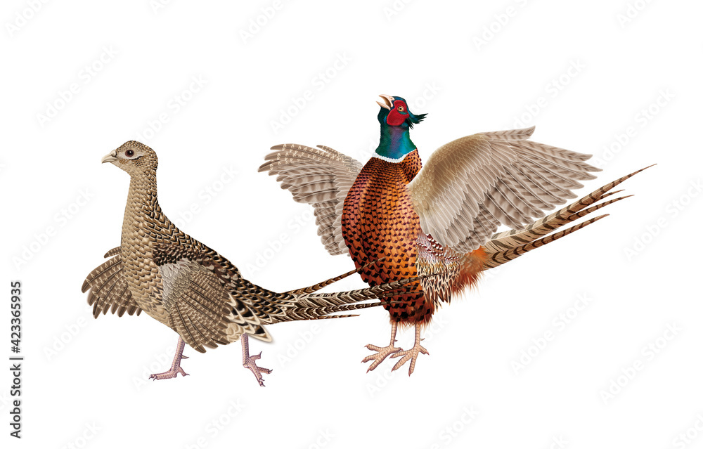 faisan, chasse, mâle, femelle, poulet, animal, coq, nature, sauvage ...