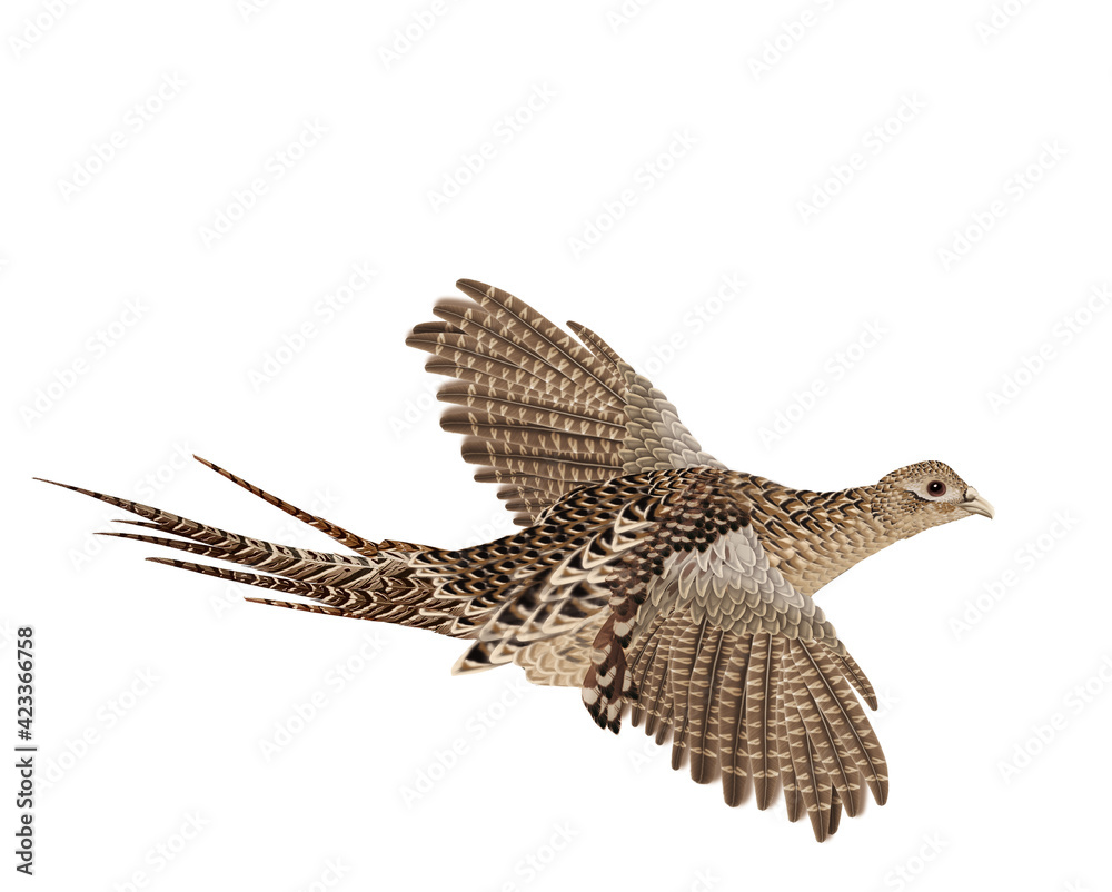 faisan, chasse, femelle, poulet, animal, en vol, nature, sauvage, ailes ...