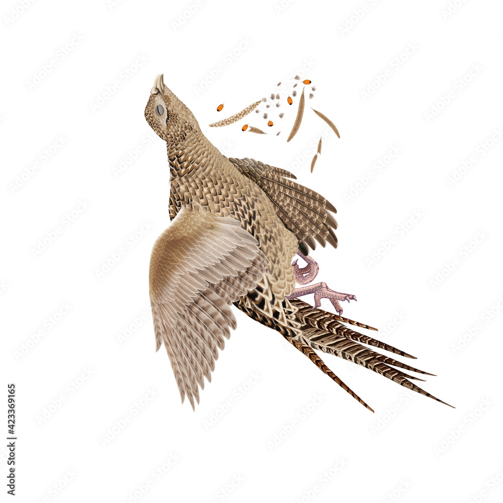 faisan, chasse, femelle, tué, chassé, animal, poule, nature, sauvage ...