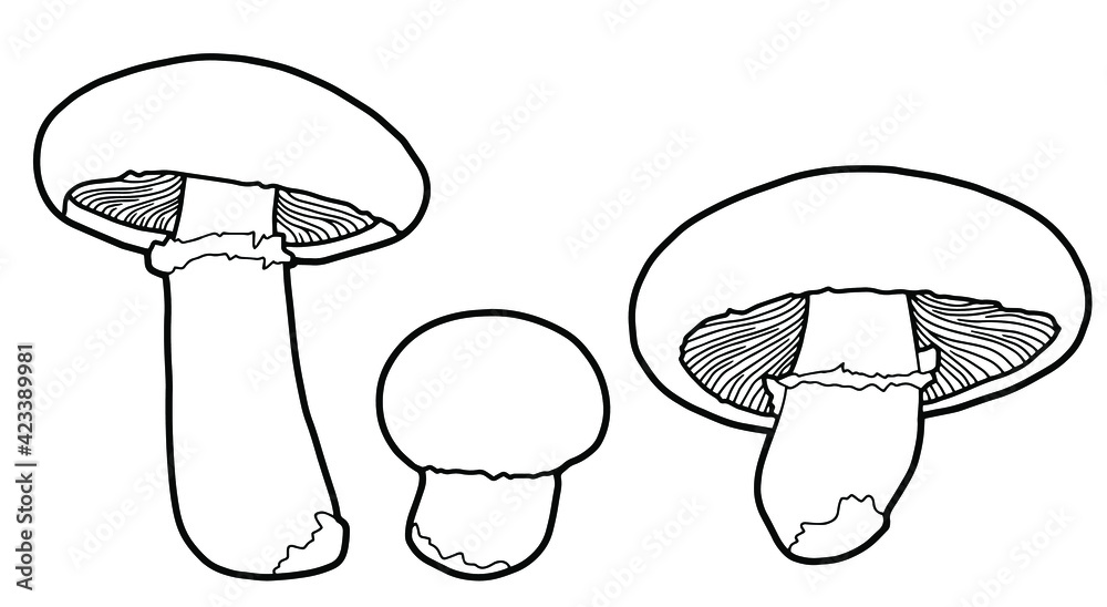 Hand drawing champignons. Edible mushrooms. Black outline isolated on a ...