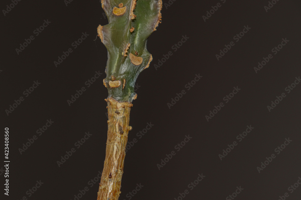 Ficus elastic plant rubber tree on a light background. Shadow of ficus ...