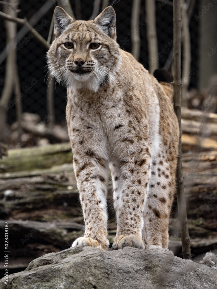 Adult Scandinavian Lynx, Lynx Lynx Lynx, stands on tribe and watches ...