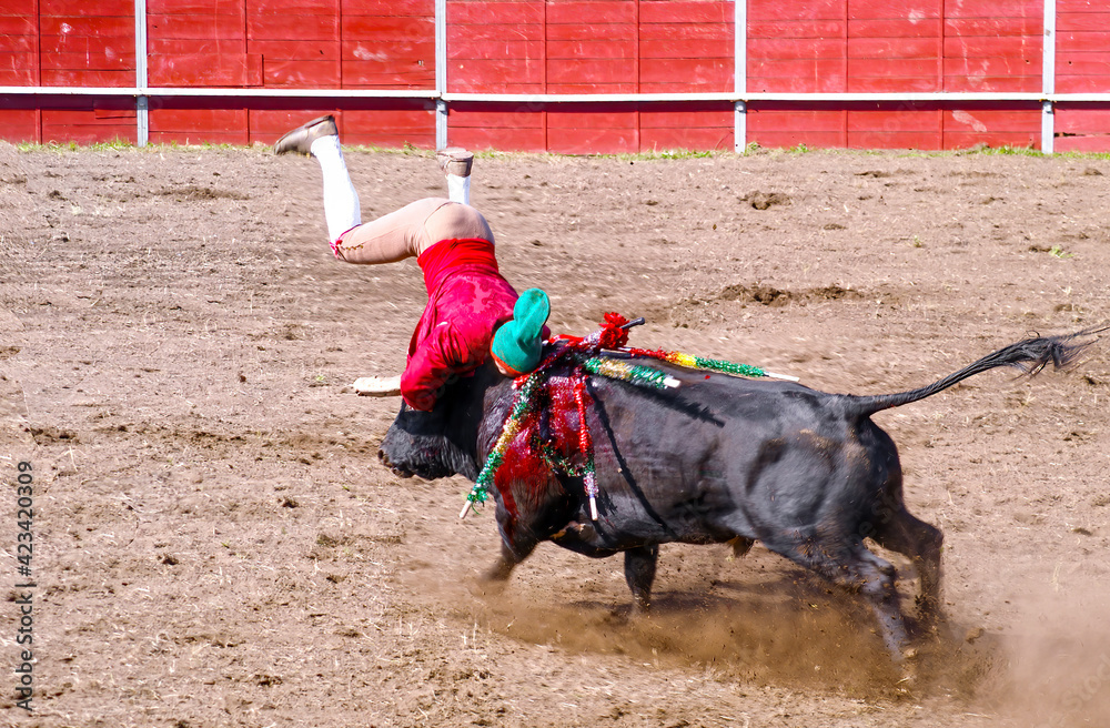 Fotografia do Stock: Forcado numa pega em tourada à portuguesa | Adobe ...