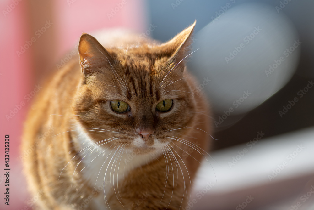 Foto de A single orange tabby cat or alley cat laying on the top of a ...