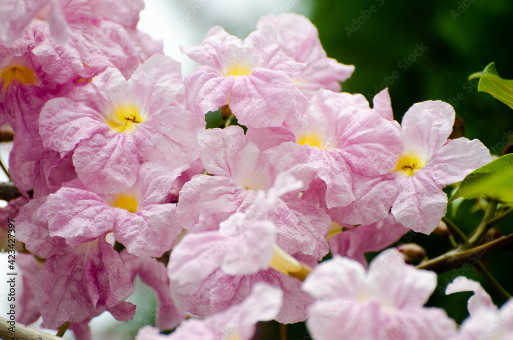 The blossom of Tacoma tree in Kuala Lumpur (Sakura of Malaysia) Stock ...