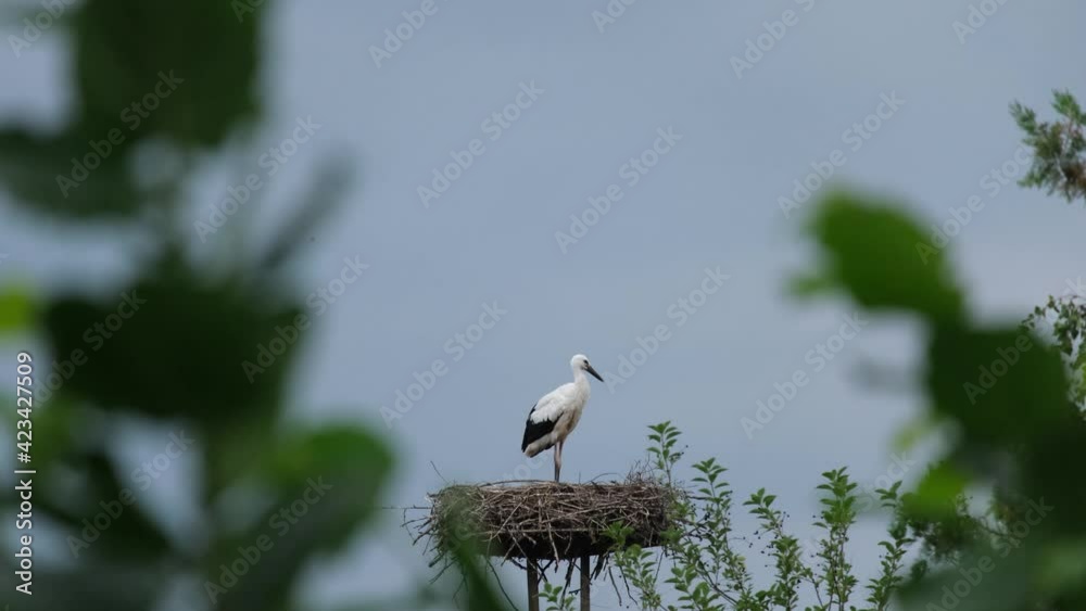 White baby stork (Ciconia ciconia) standing alone in the nest, slowly ...