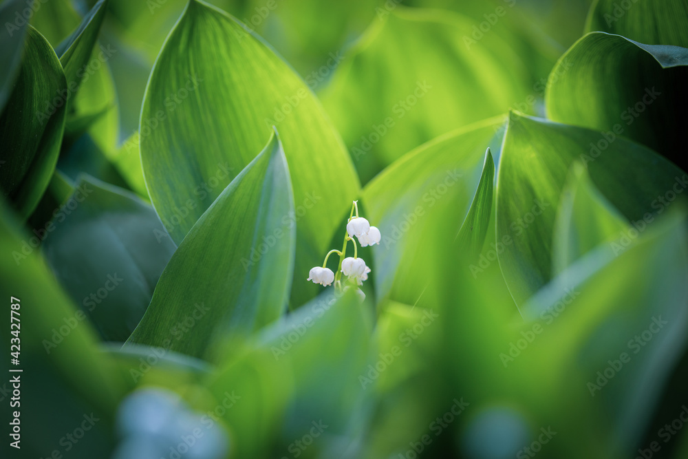 Green Lily Flower | Best Flower Site